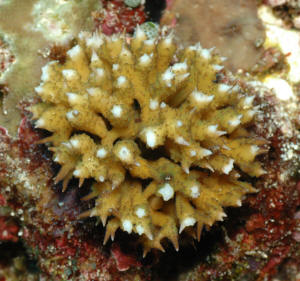 Cup Coral Behavior